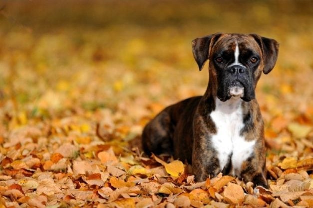 25 Unhealthiest Dog Breeds (With the Most Health Issues): Vet-Reviewed ...