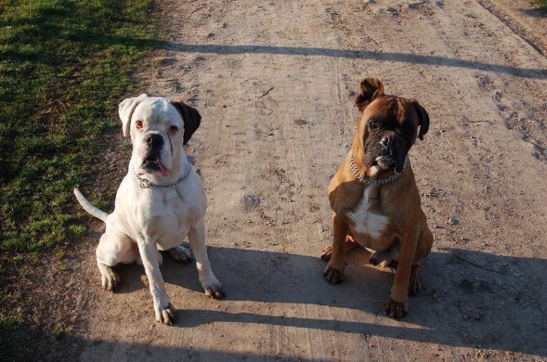 3 Boxer Dog Colors (With Pictures) | Hepper Pet Resources