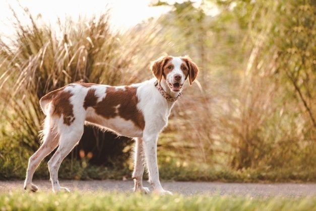 100+ Names for Spotted Dogs: Fun & Unique Options For Your Pet | Hepper ...