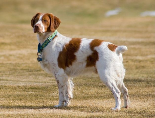 11 Best Duck Hunting Dog Breeds (With Info & Pictures) | Hepper Pet ...