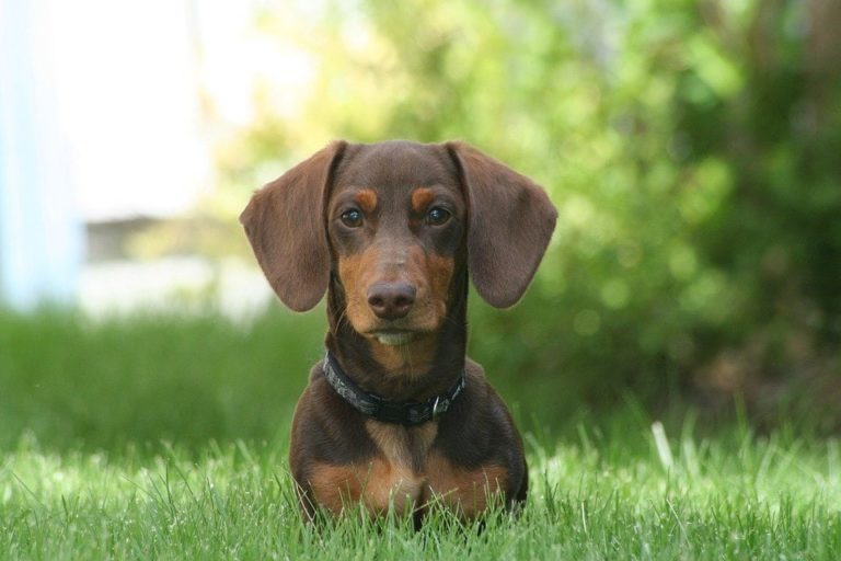 Are Dachshunds Hunting Dogs? History, Facts, & FAQ | Hepper Pet Resources