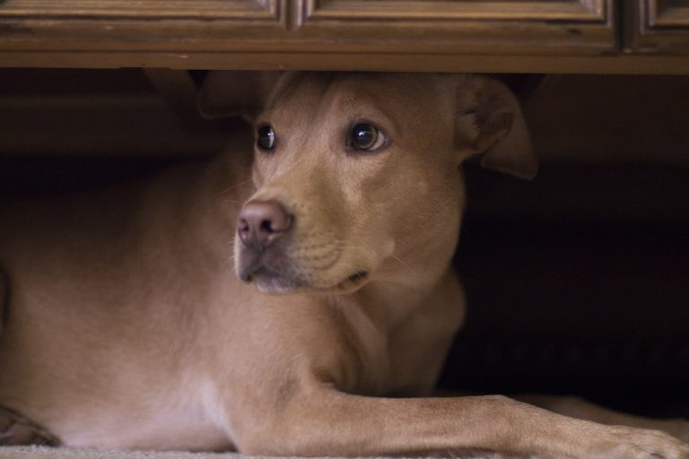 What Are Dog Hackles? Here's What They Mean | Hepper Pet Resources
