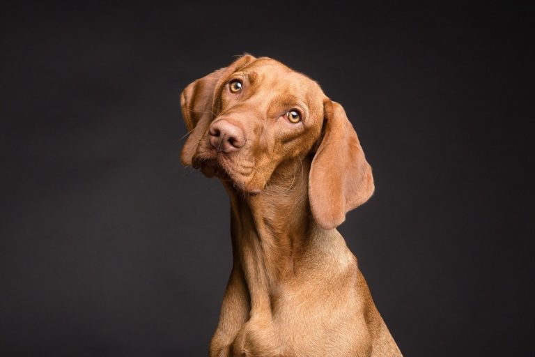 15 Dog Breeds With Amber Eyes: Info, Pictures, Facts & History | Hepper ...