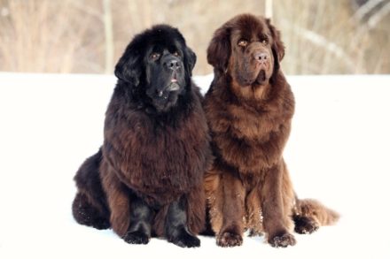 Male vs Female Newfoundland Dog: Key Differences (With Pictures ...