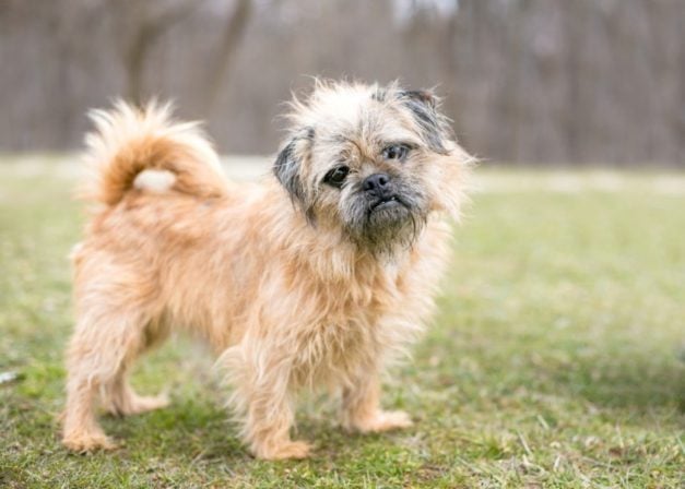 32 Pug Mixed Breeds (With Info & Pictures) | Hepper Pet Resources