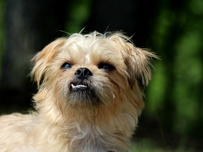Brussels Griffon: Pictures, Info, Temperament & Traits | Hepper Pet ...