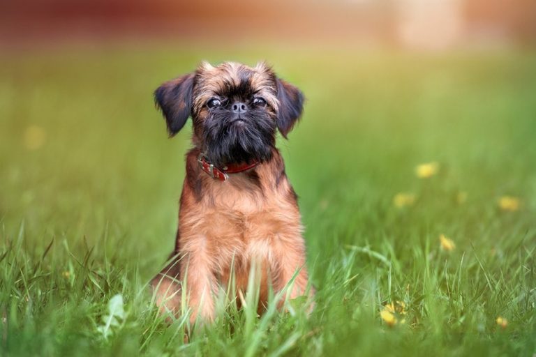 14 Dog Breeds with Short Snouts: Info, Pictures, & Vet-Reviewed Health ...