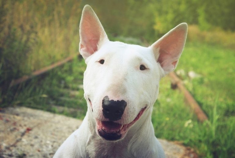 12 Types of Terrier Dog Breeds & Their Differences (With Info ...