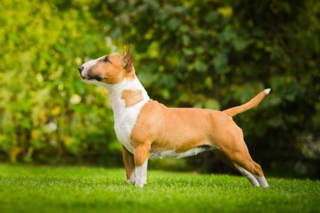 235 Dog Breeds That Start With B: A Complete List | Hepper Pet Resources