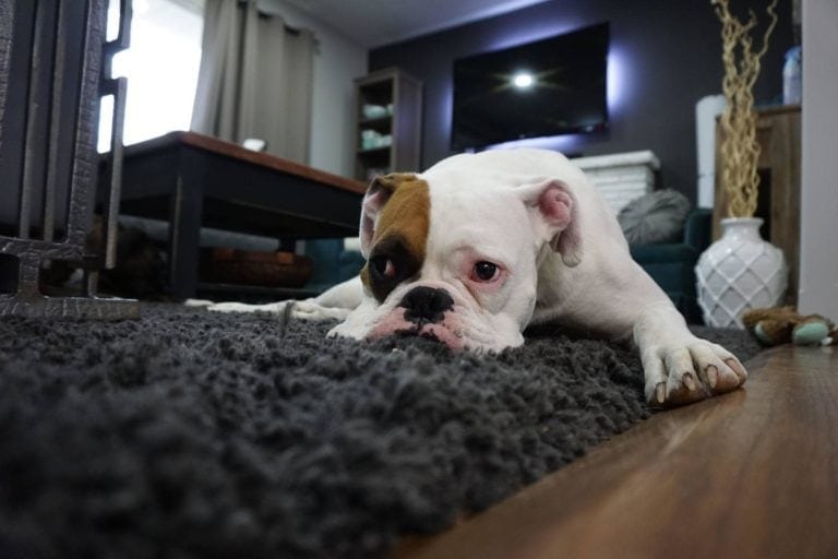 How Much Space Does a Dog Need? Backyard & Indoor Areas | Hepper Pet ...