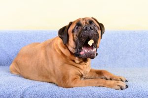 8 Different Types of Mastiff Dog Breeds (With Info & Pictures) | Hepper ...