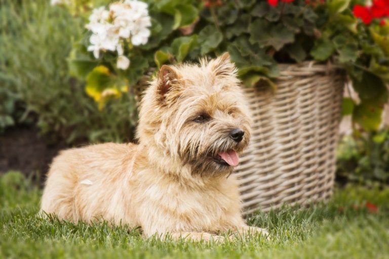 10 Tan-Colored Dog Breeds (With Info & Pictures) | Hepper Pet Resources