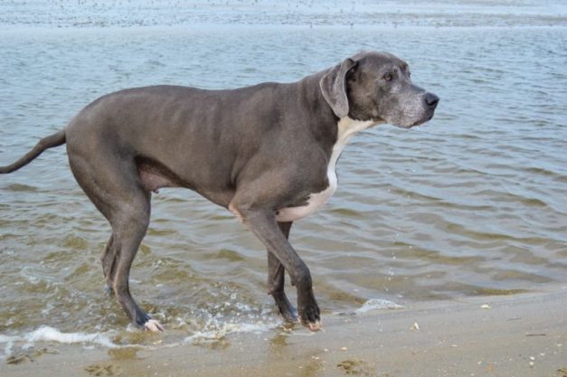 25 Gray Dog Breeds (With Pictures) | Hepper Pet Resources