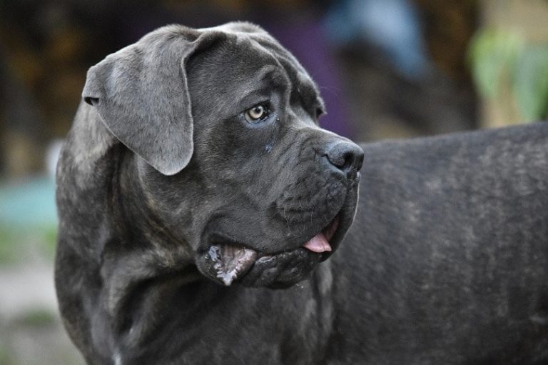 Labrador Corso (Cane Corso & Lab Mix): Info, Pictures & Facts | Hepper ...