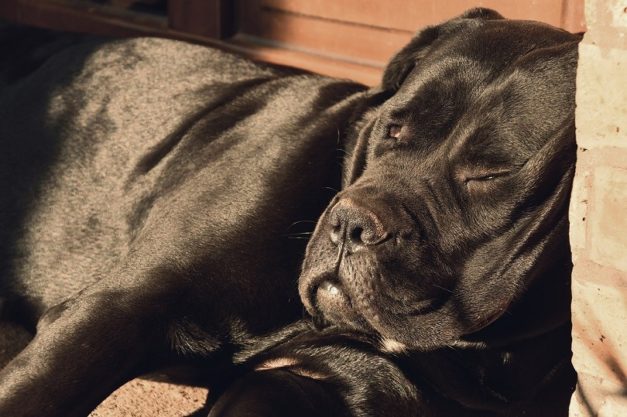 Black Cane Corso: Pictures, Facts, Origin & History (with Pictures ...
