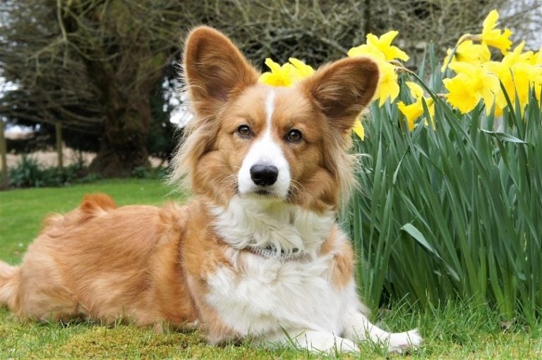 9 Corgi Colors & Markings (With Pictures) | Hepper Pet Resources