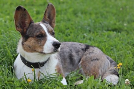 What Were Corgis Bred For? The History of Two Breeds | Hepper Pet Resources