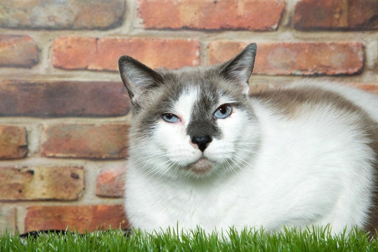 Why Does My Cat Squint at Me? 4 Vet-Verified Reasons | Hepper Pet Resources