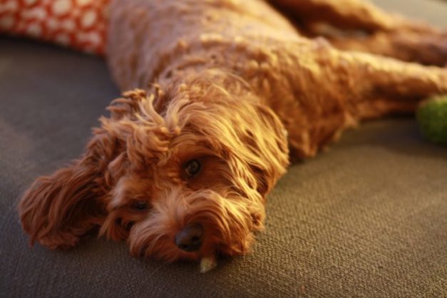 Maltipoo vs Cavapoo – How Do They Compare? (With Pictures) | Hepper Pet ...