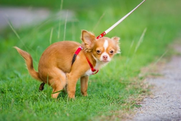 What Should Puppy Poop Look Like? Vet-Approved Feces Guide & What to ...