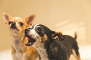 Top 10 Most Vocal Dog Breeds (With Info & Pictures) | Hepper Pet Resources