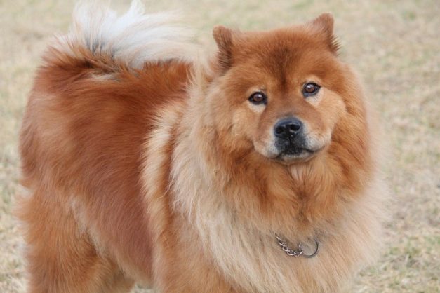 Golden Chow (Golden Retriever & Chow Chow Mix): Info, Pictures ...