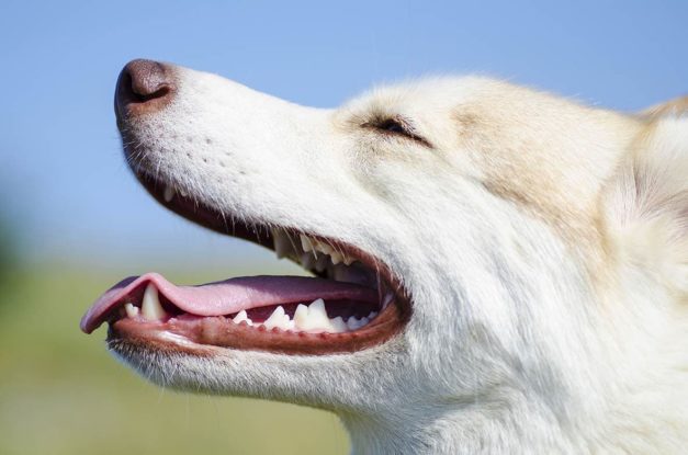 Dog’s Teeth Chattering: 10 Vet Reviewed Reasons & What to Do | Hepper ...