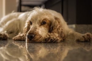 10 Cocker Spaniel Pros & Cons (With Explanations) | Hepper Pet Resources