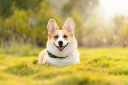 Corgi Growth & Weight Chart: Puppy to Adult (With Pictures) | Hepper ...
