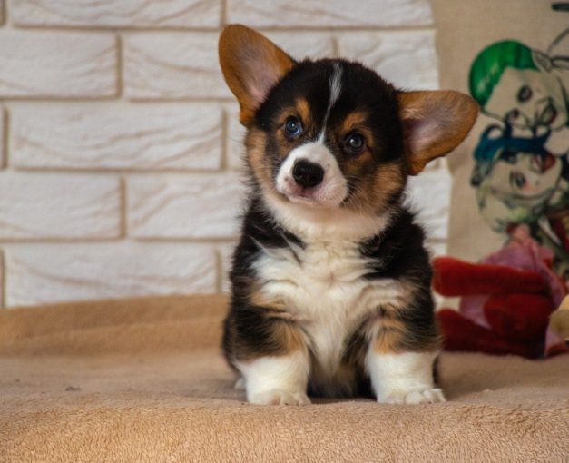 How to Train a Corgi: 15 Vet-Approved Tips | Hepper Pet Resources