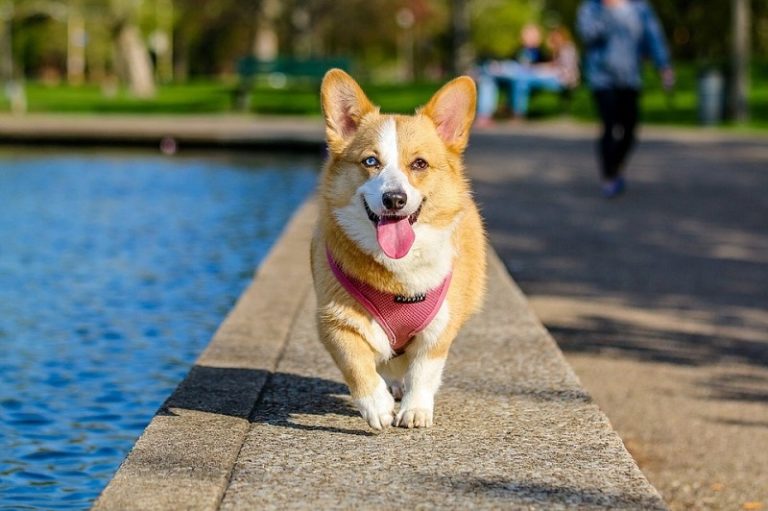 15 Most Popular Dog Breeds in the Philippines: 2026 Update (With Info ...