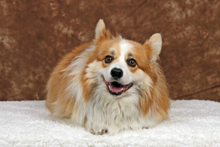 Corkie (Cocker Spaniel & Yorkshire Terrier Mix): Info, Pictures, Facts ...