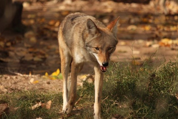 How Big Are Coyotes Compared to Dogs? Size Chart & Key Differences ...