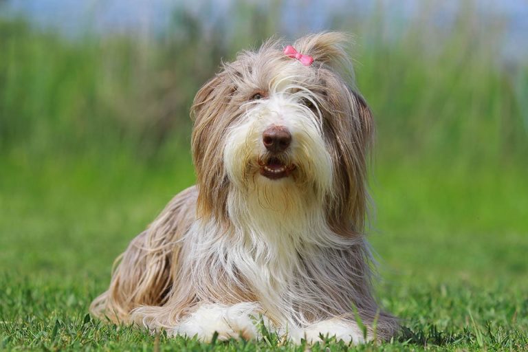 15 Dog Breeds With Dreadlocks: Info, History, Pictures & Facts | Hepper ...