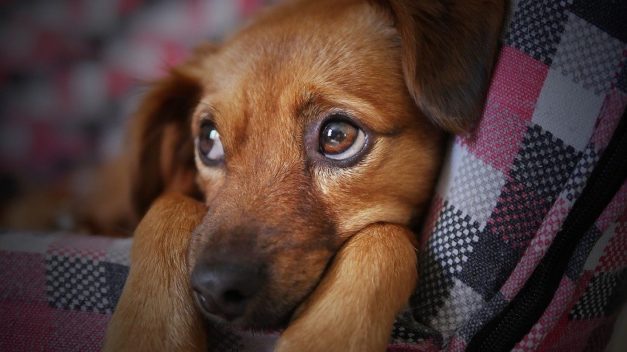 Do Dogs Like Eye Contact? Vet-Reviewed Canine Behavior | Hepper Pet ...