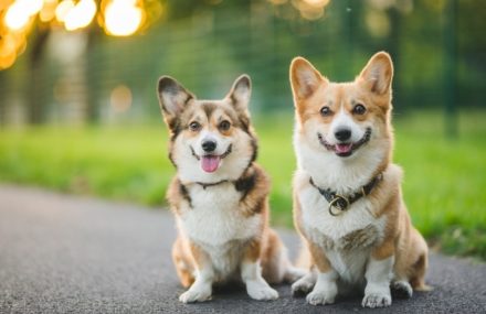 14 Fun and Interesting Corgi Facts | Hepper Pet Resources