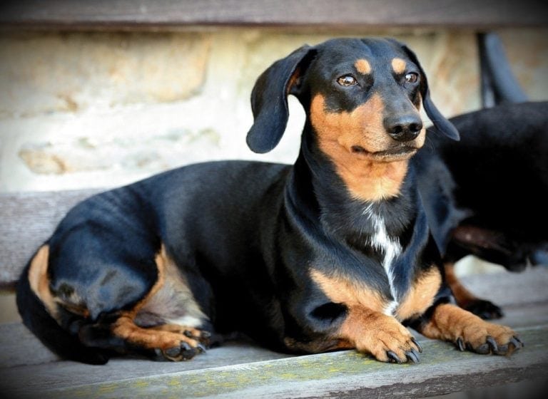 18 Black & Tan Dog Breeds: Info, Pictures, Facts & History | Hepper Pet ...