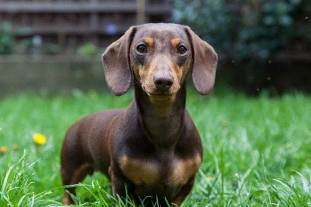 12 Dachshund Colors, Patterns, & Markings (With Pictures) | Hepper Pet Resources
