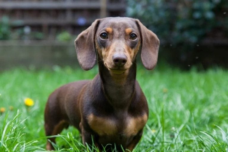 Dachshund vs. Doxin Vs. Dotson: Key Differences & Facts | Hepper Pet ...