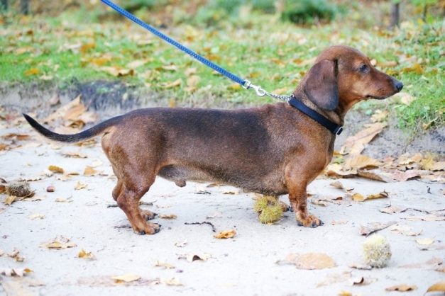 17 Dog Breeds That Start With D (With Info & Pictures) | Hepper Pet ...