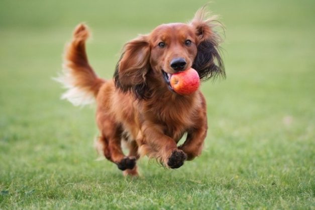 Long-Haired Dachshund: Pictures, Guide Info & More | Hepper Pet Resources