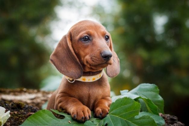 Are Dachshunds Hunting Dogs? History, Facts, & FAQ | Hepper Pet Resources