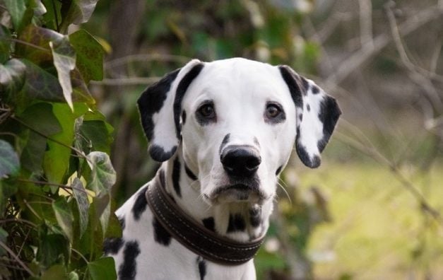 10 Dalmatian Colors: Exploring the Surprising Variety | Hepper Pet ...