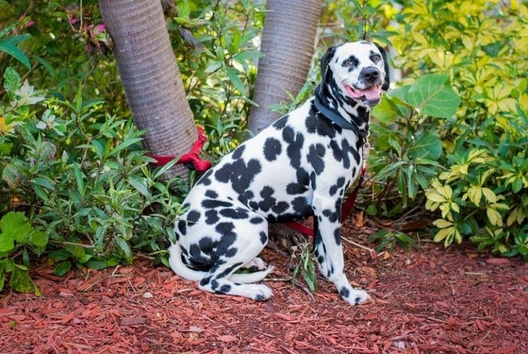 My Dog Ate Mulch, What Should I Do? Vet Approved Facts & FAQ | Hepper ...
