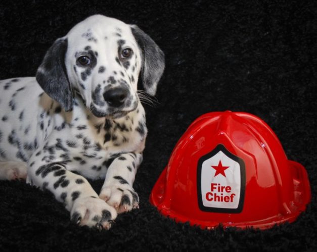 National Fire Pup Day 2025: When Is It and How Is It Celebrated ...
