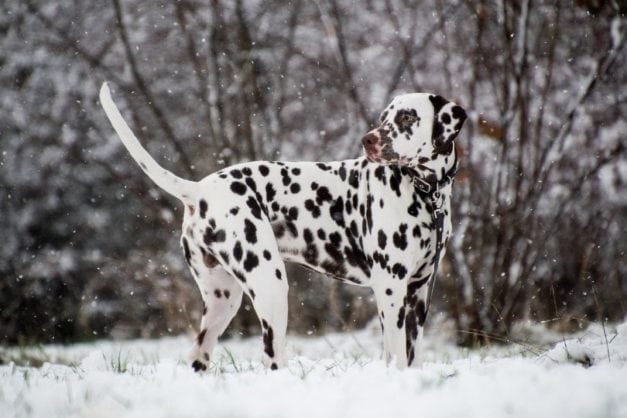 What Were Dalmatians Bred For? History & Origins Explained | Hepper Pet ...