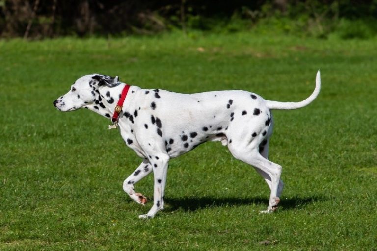 20 Most Hyper Dog Breeds (With Info & Pictures) | Hepper Pet Resources