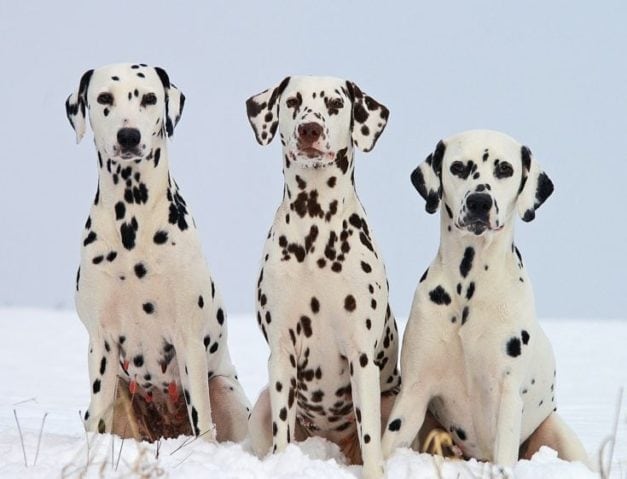 What Were Dalmatians Bred For? History & Origins Explained | Hepper Pet ...