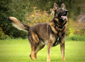 Working Line German Shepherd: Info, Pictures, Origin & History | Hepper ...