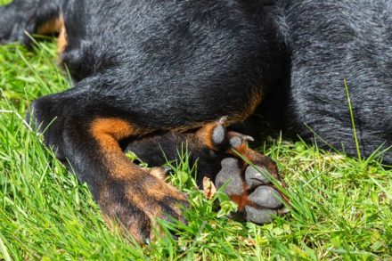 20 Dog Breeds With Dewclaws (Info & Pictures) | Hepper Pet Resources